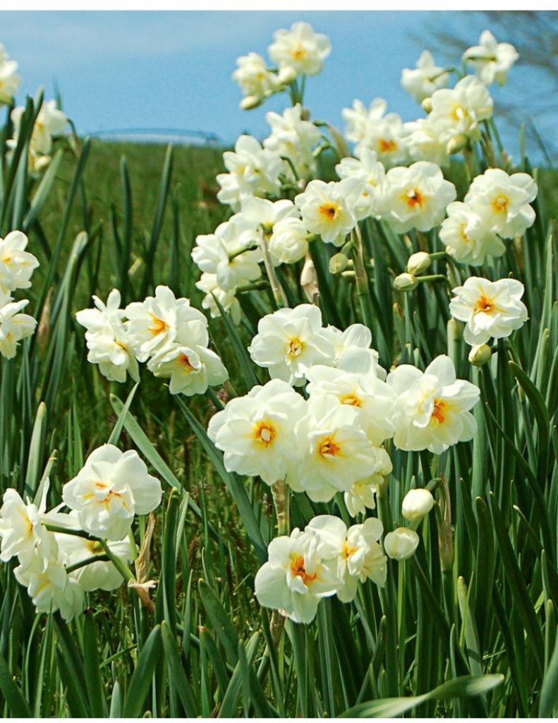 Home - Belle River Flower Farm