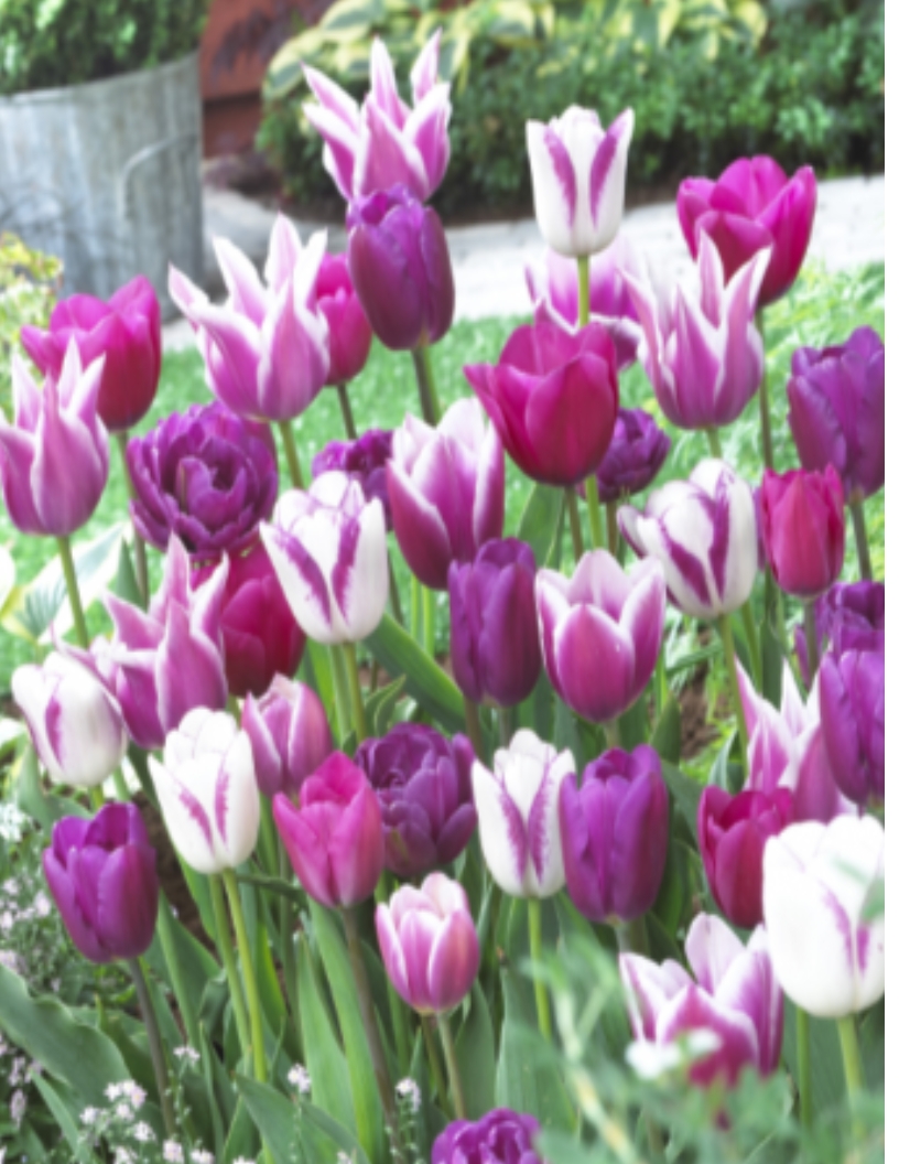 Home - Belle River Flower Farm