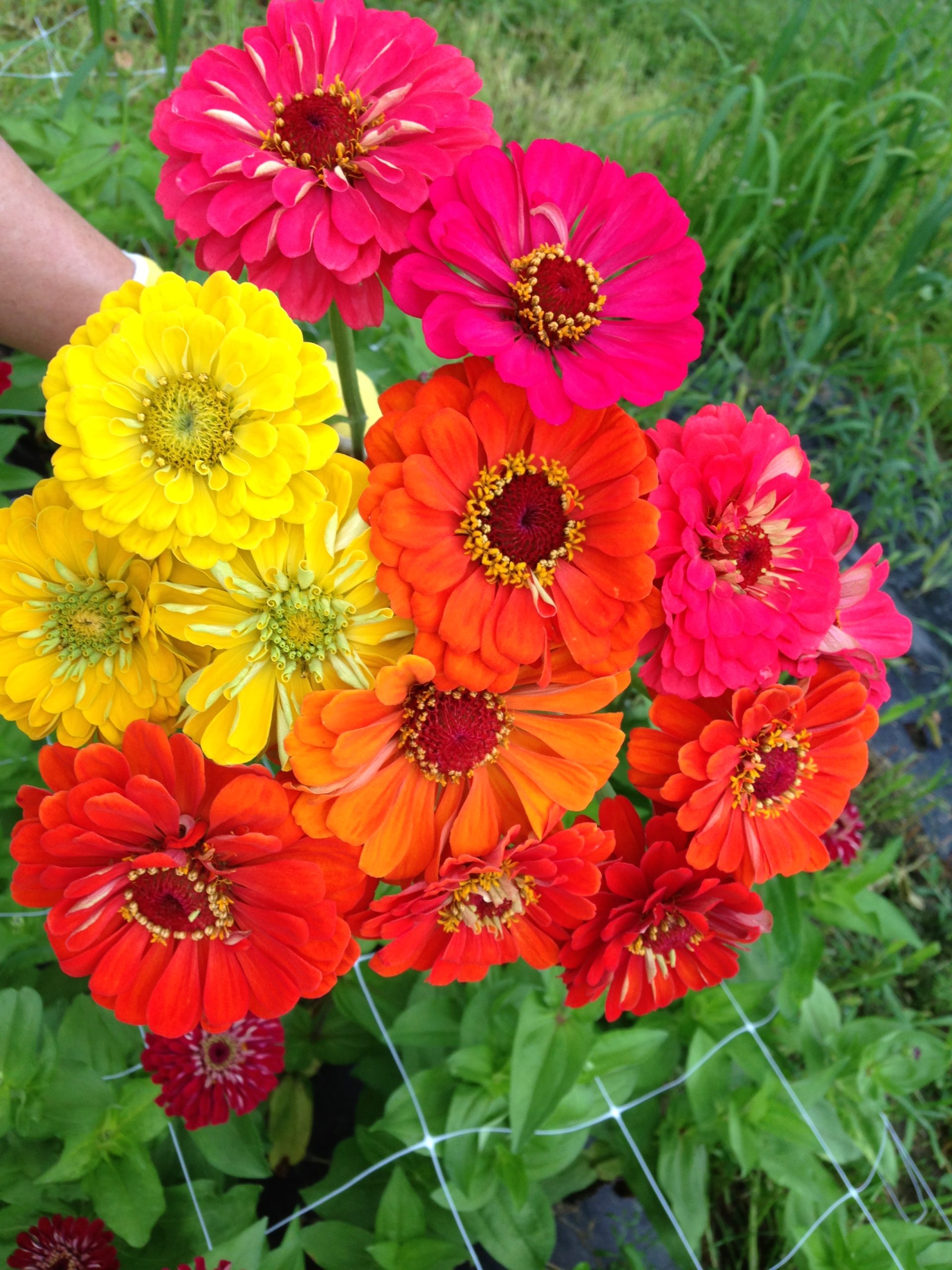 You Pick Flowers - Belle River Flower Farm & Sourdough Breads