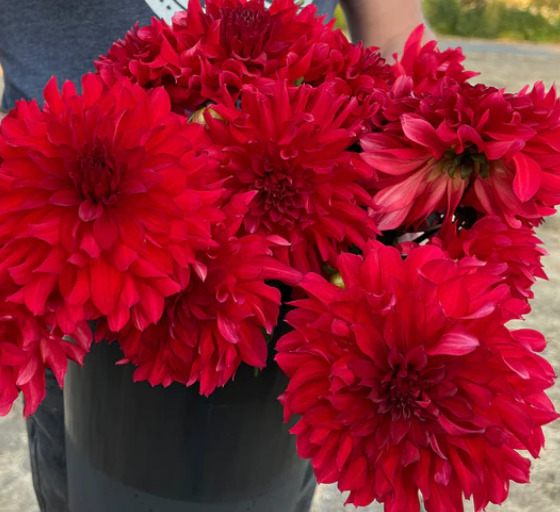 Dahlias - Belle River Flower Farm