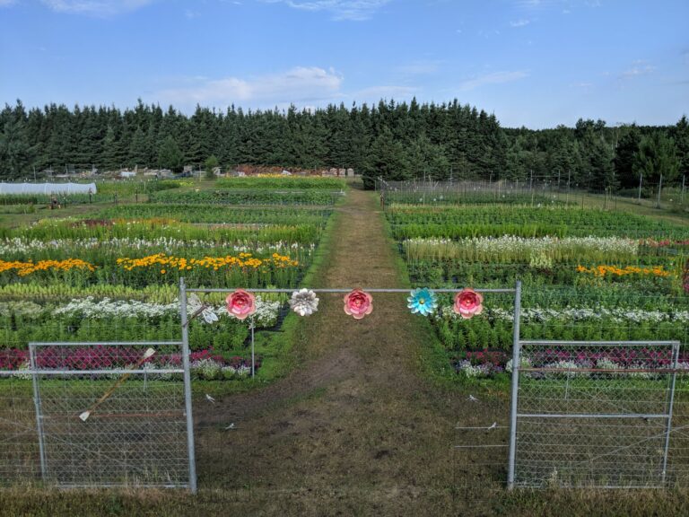 Home - Belle River Flower Farm